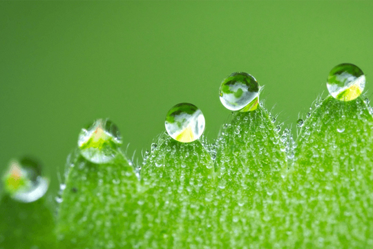 Hydroláty: Demystifikace mystických vod