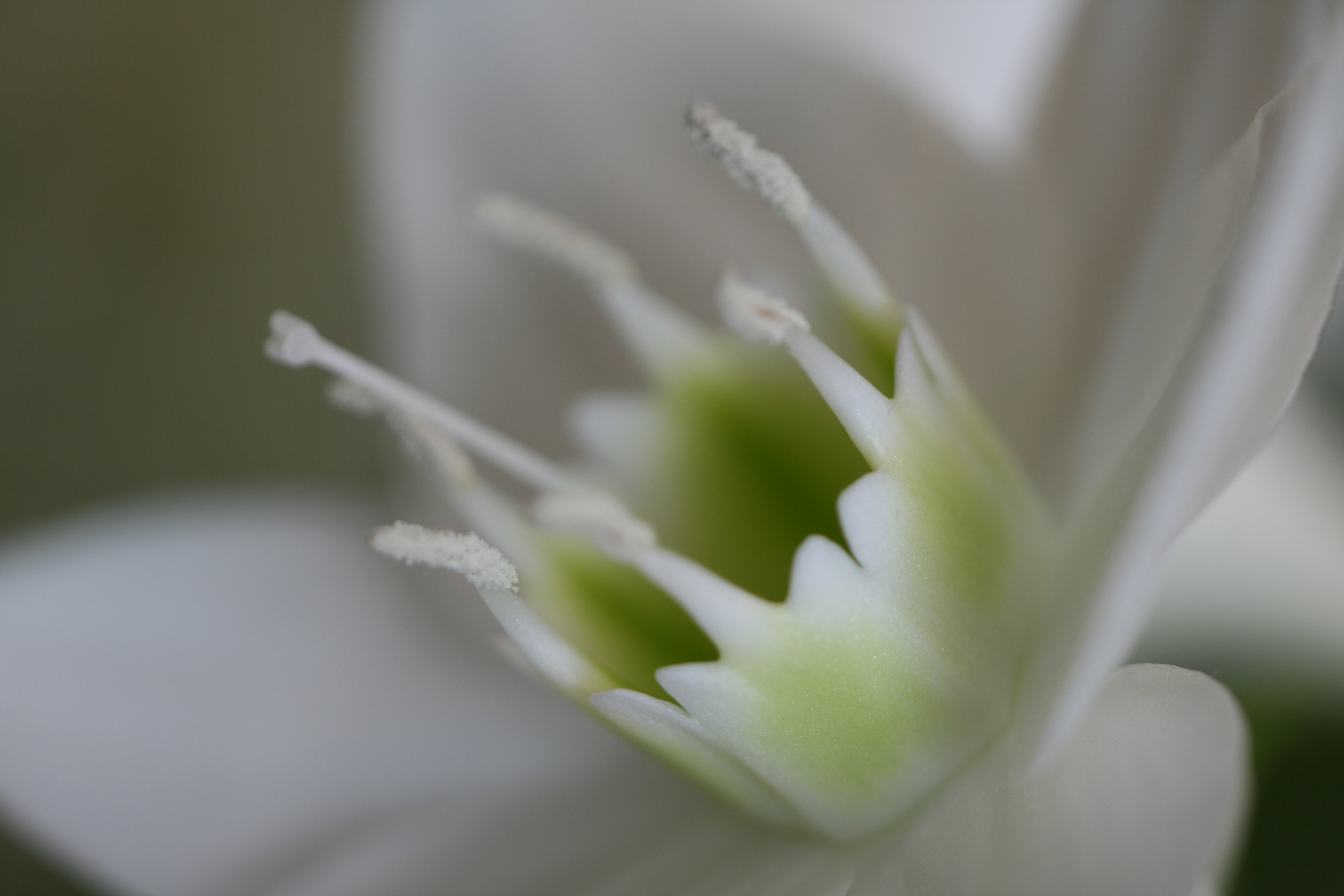 Hydroláty : Jemná aromaterapie