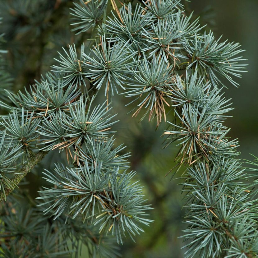 Éterický olej Cedr atlaský BIO