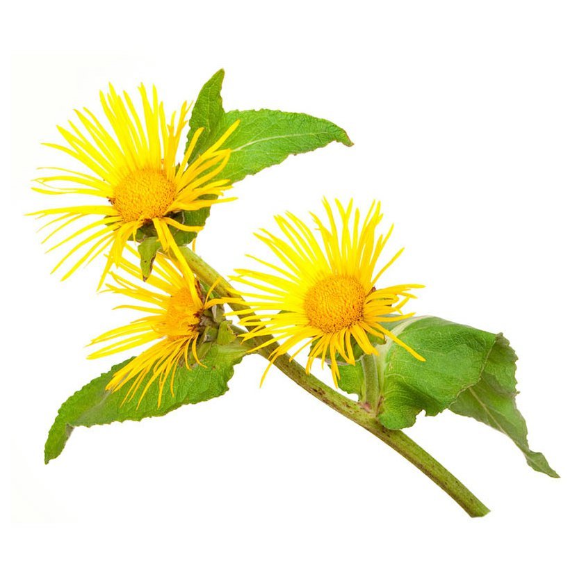 Oman (inula) BIO
