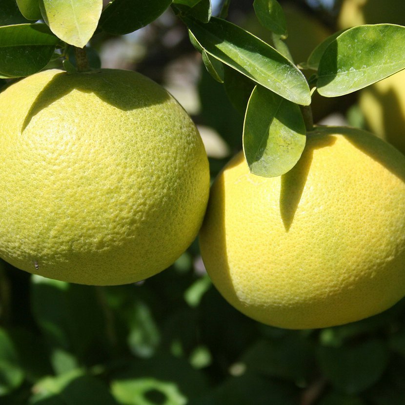 Éterický olej grapefruit bílý BIO